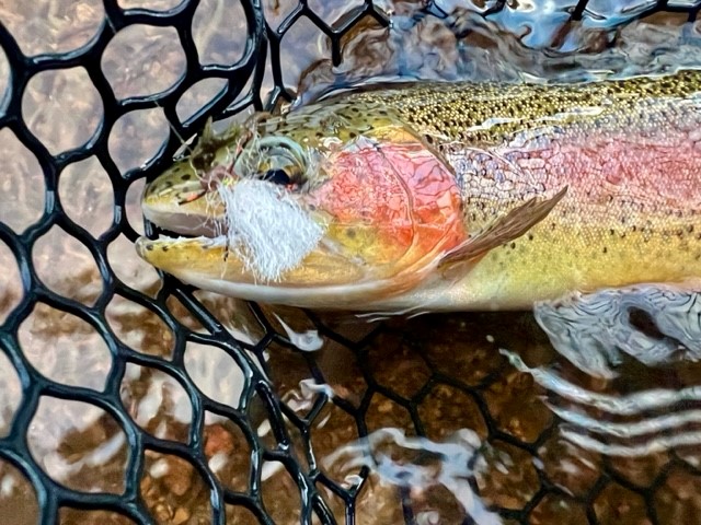 Blog: DiscountFlies Online Fly Shop