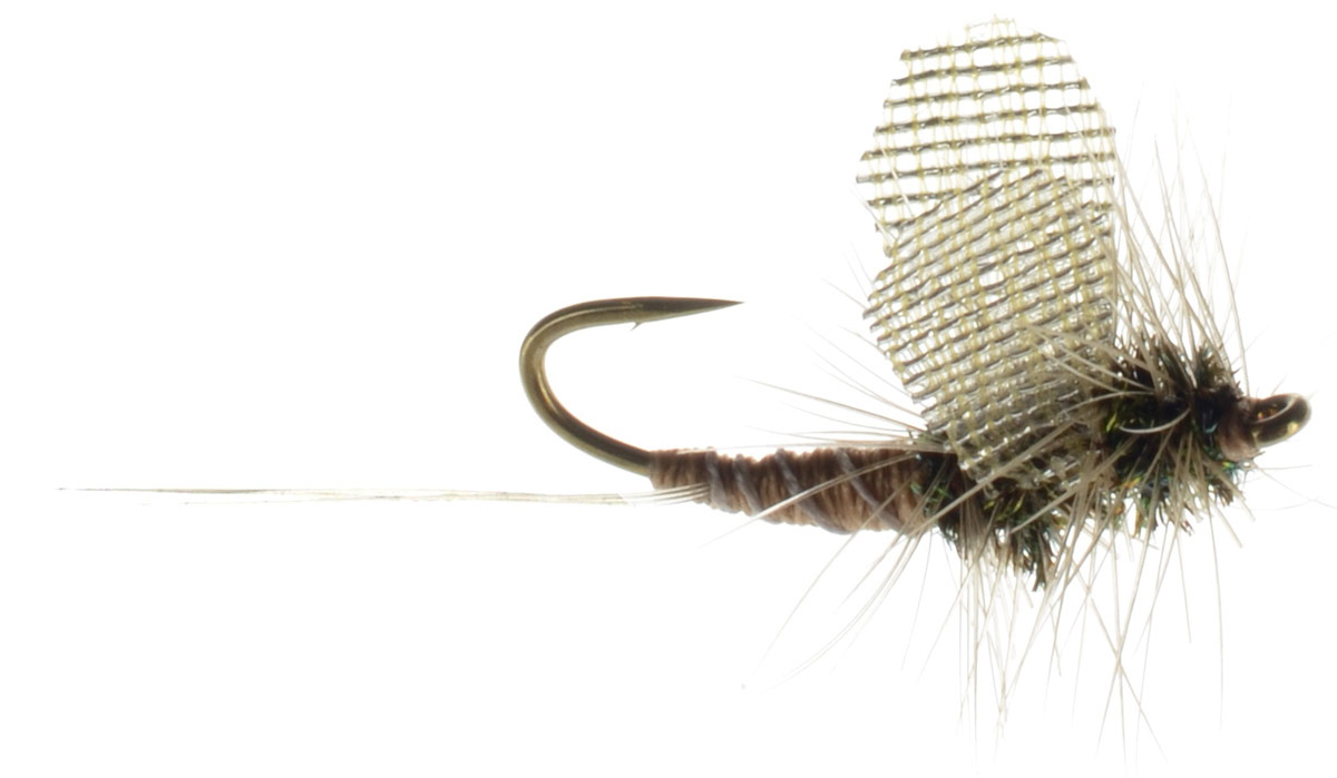 Colossalbaetis Callibaetis