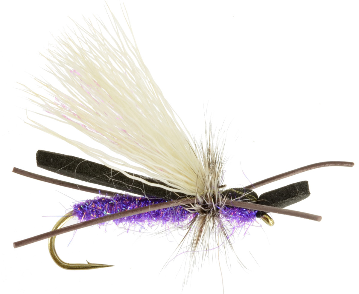 Gypsy King Variant - Purple