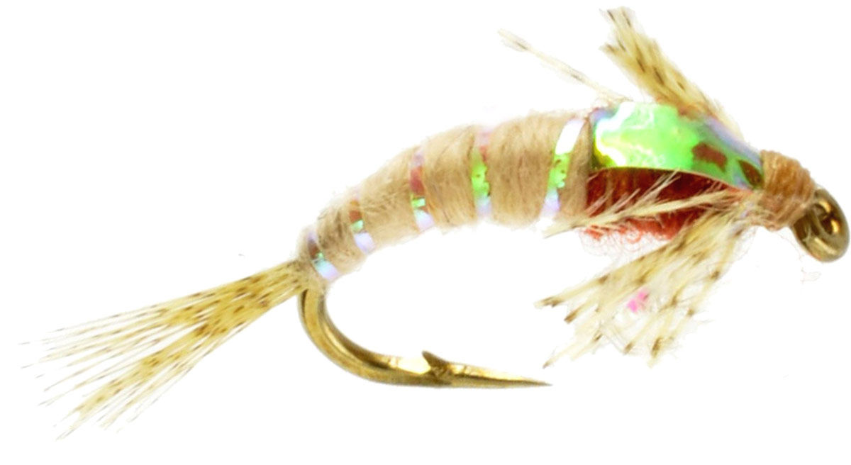 Hunchback Two-Tone - Brown & Cream