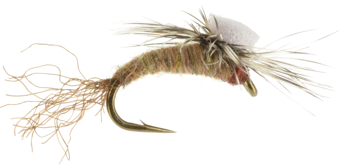 Sprout - Callibaetis